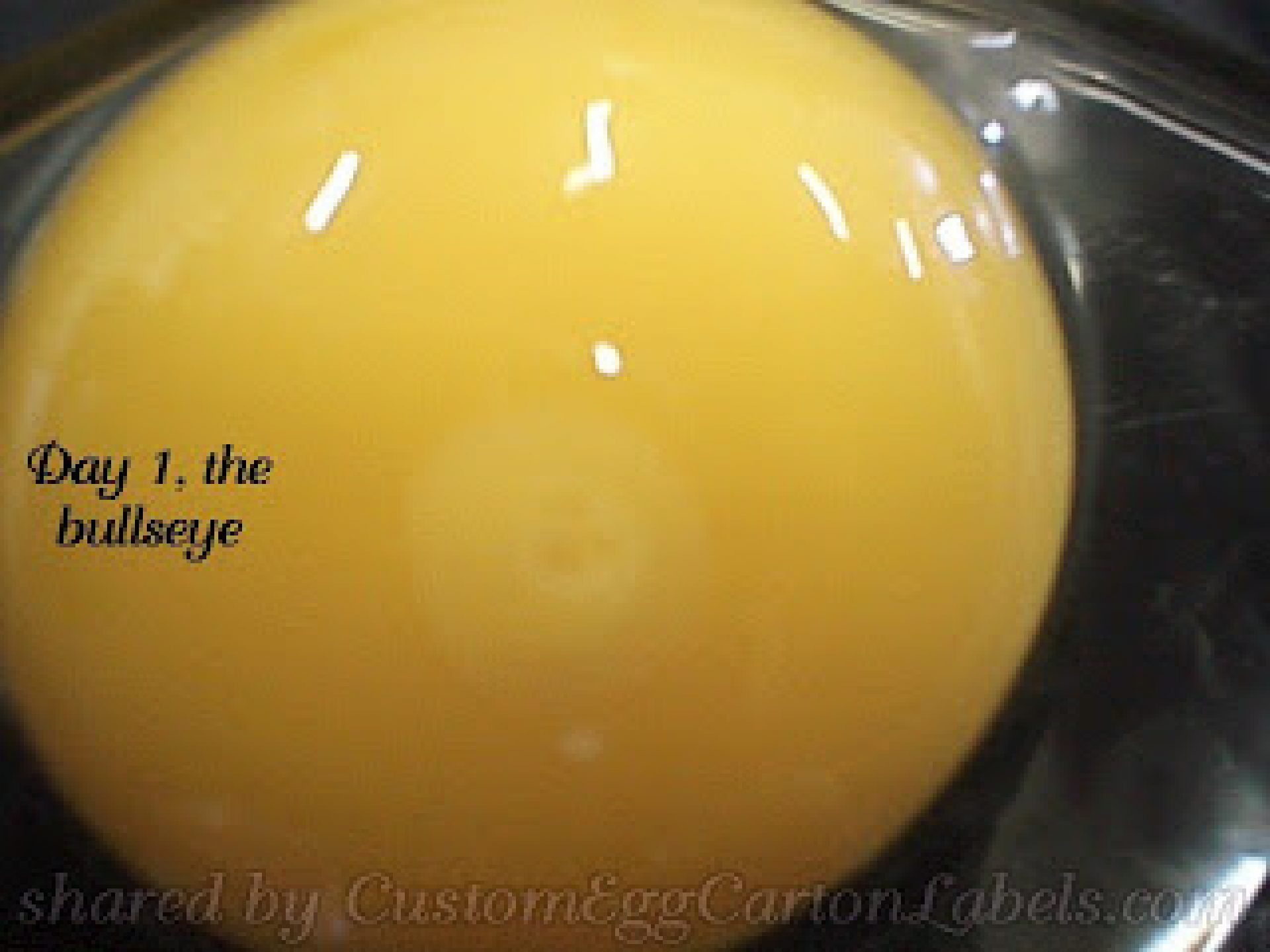 Chicken Embryo Development (**Graphic photos**) | The Chicken Chick®