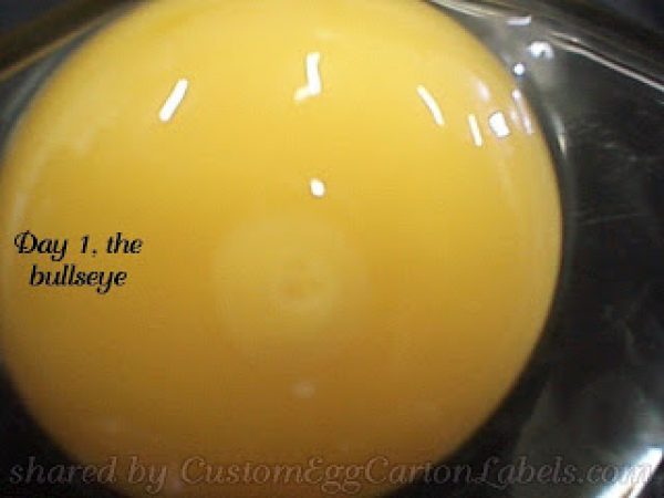 Chicken Embryo Development (**Graphic photos**) | The Chicken Chick®