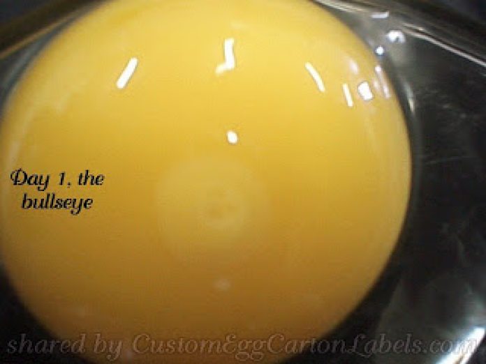 Chicken Embryo Development (**Graphic photos**) | The Chicken Chick®
