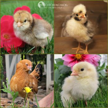 Chicken Math, a Force to be Reckoned With | The Chicken Chick®