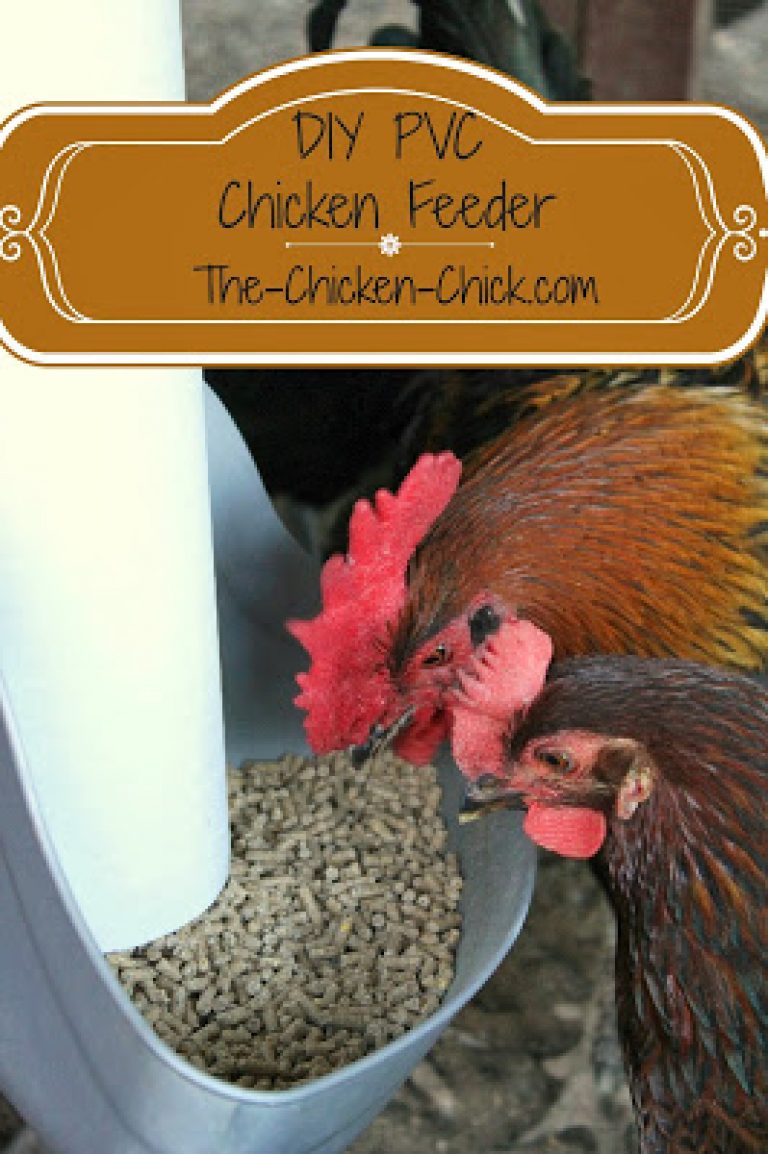 DIY PVC Chicken Feeder