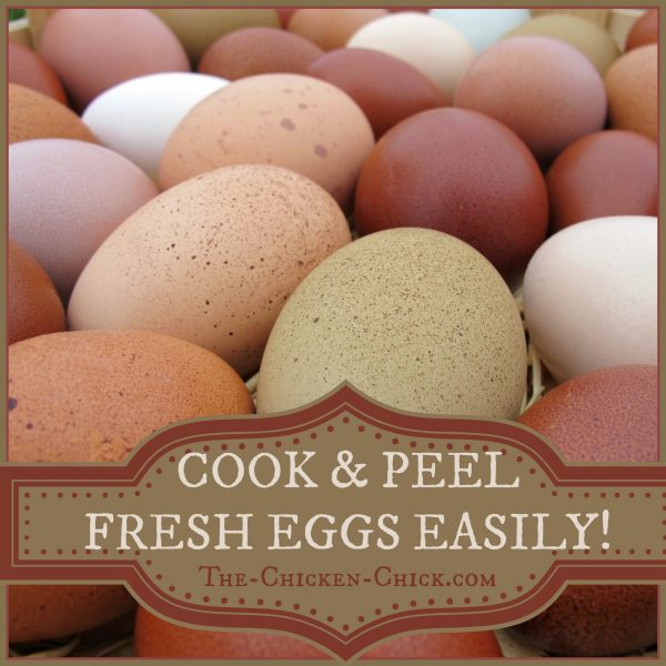 How to Hardcook & Peel Fresh Eggs EASILY | The Chicken Chick®