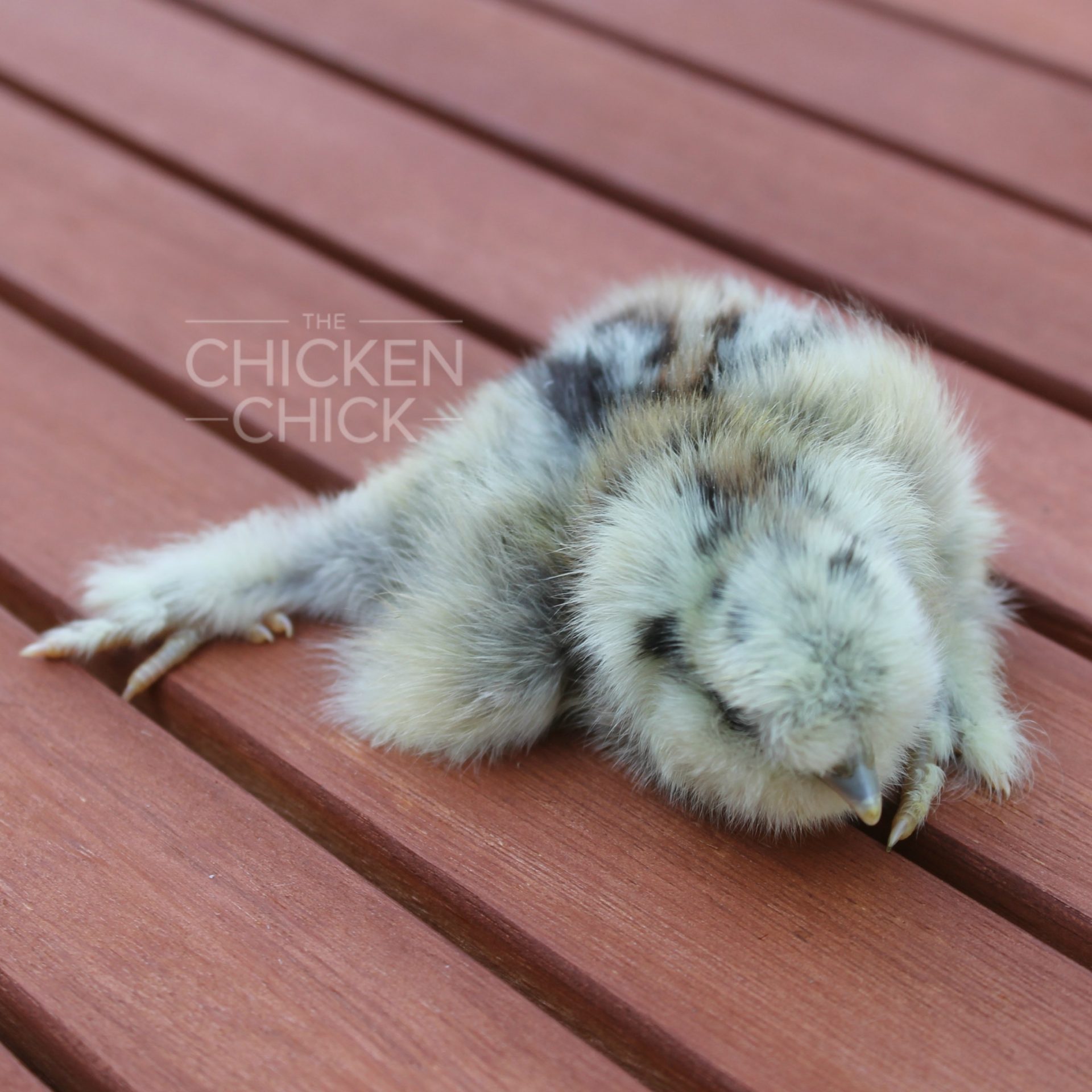 Spraddle leg & Crooked Toes in Chicks- Causes and Treatments