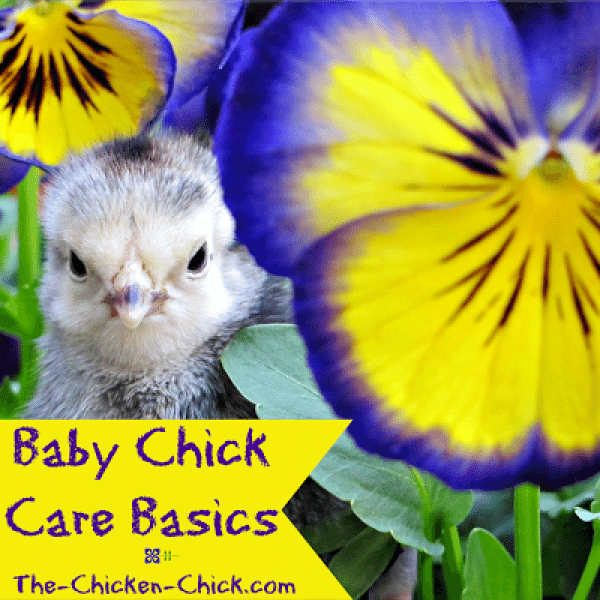 Coccidiosis: What Every Backyard Chicken Keeper Should Know