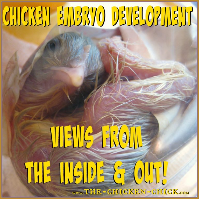 Chicken Embryo Development, views from the Inside AND Out