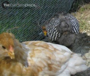 Scissor beak aka: Crossed beak- What it is and How to Manage It | The ...