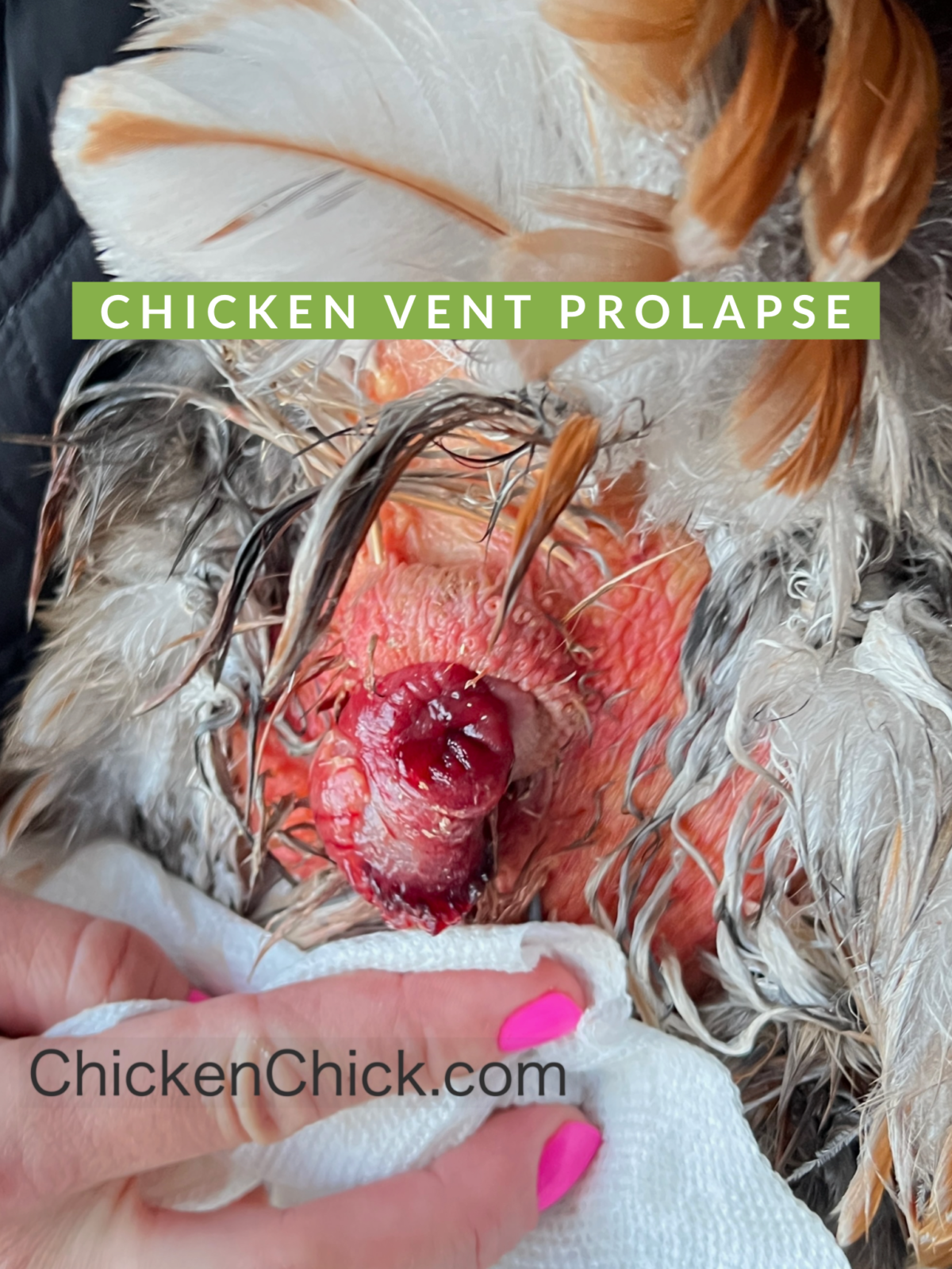 Prolapse Vent in Chickens: Causes & Treatment. *Graphic Photos**
