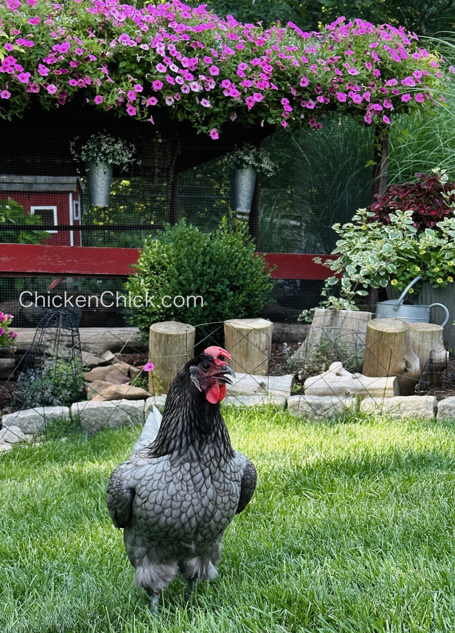 Beating the Heat: Helping Your Chickens Survive High Temps