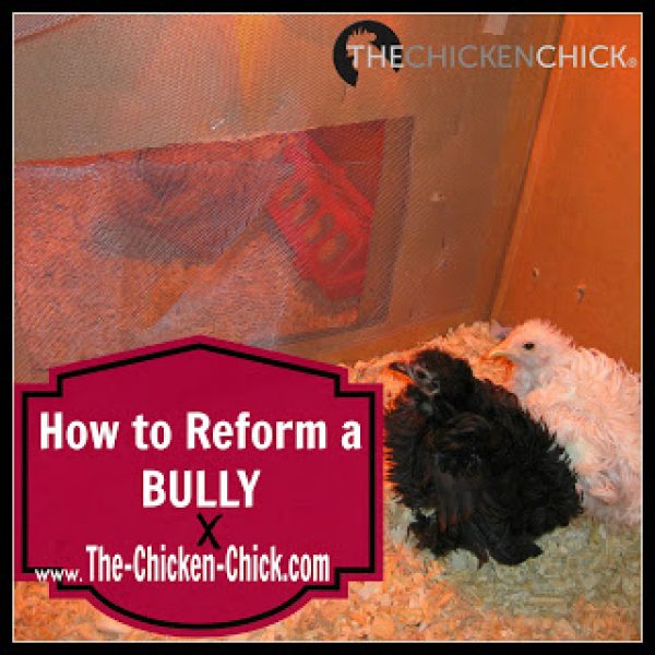 How to Reform a Bully Chicken | The Chicken Chick®