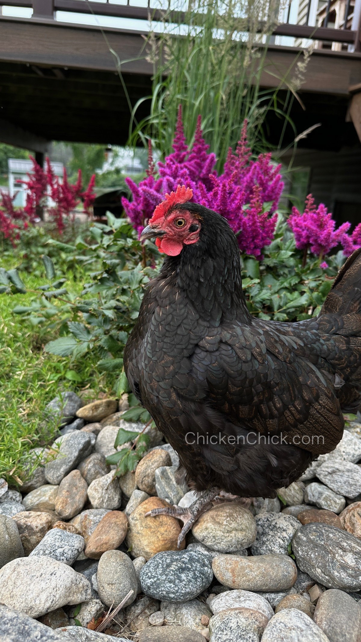 Beating the Heat: Helping Your Chickens Survive High Temps