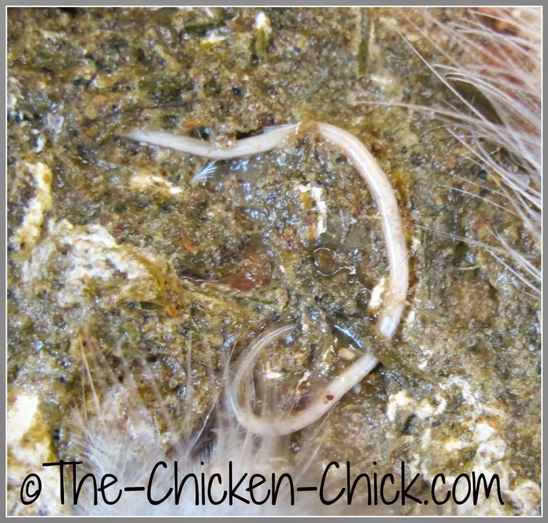 The Truth About Chickens, Pumpkin Seeds & Worms | The Chicken Chick®