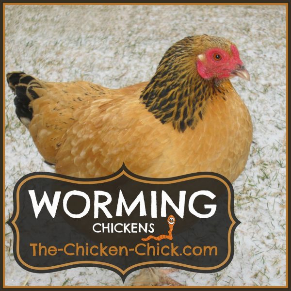 Answers from The Chicken Vet on WORMING | The Chicken Chick®