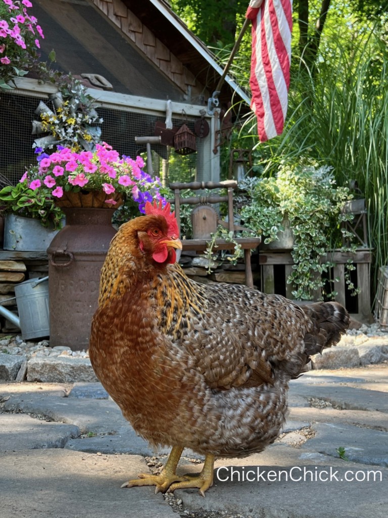 Broody Breaker, When a Hen's Mood to Hatch Should be Interrupted