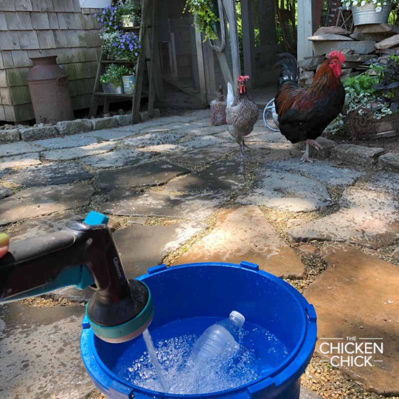 Clean Water: Advantages of Poultry Nipple Waterers for Chickens