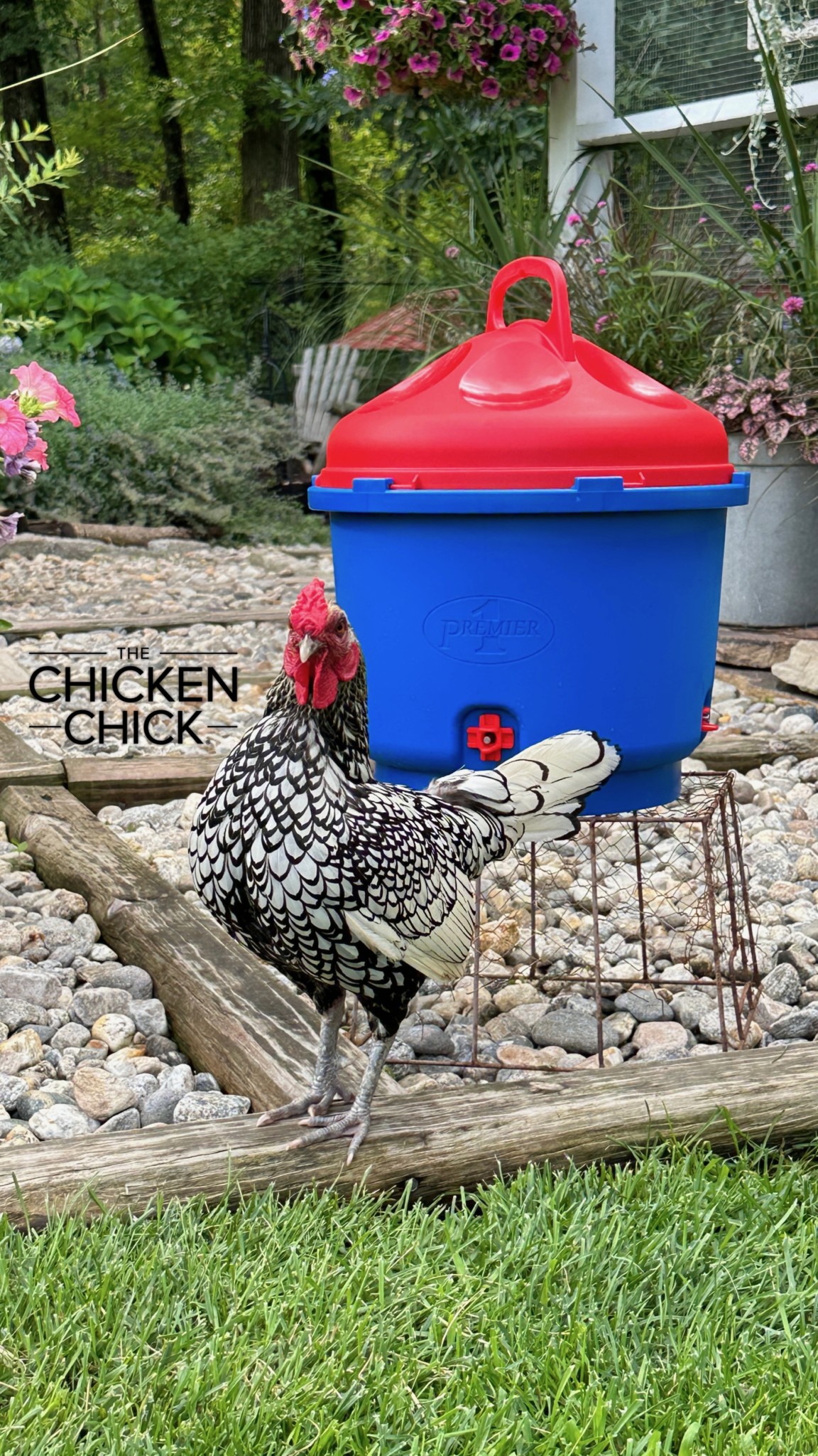 Clean Water: Advantages of Poultry Nipple Waterers for Chickens