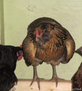 Chicken Heat Stress, Dehydration & Homemade Electrolyte Solution