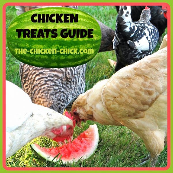 Diet, Feeding & Treats | The Chicken Chick®