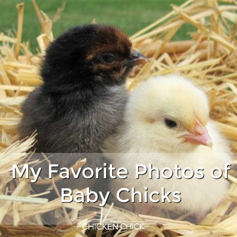 My Favorite Photos of Baby Chicks | The Chicken Chick®