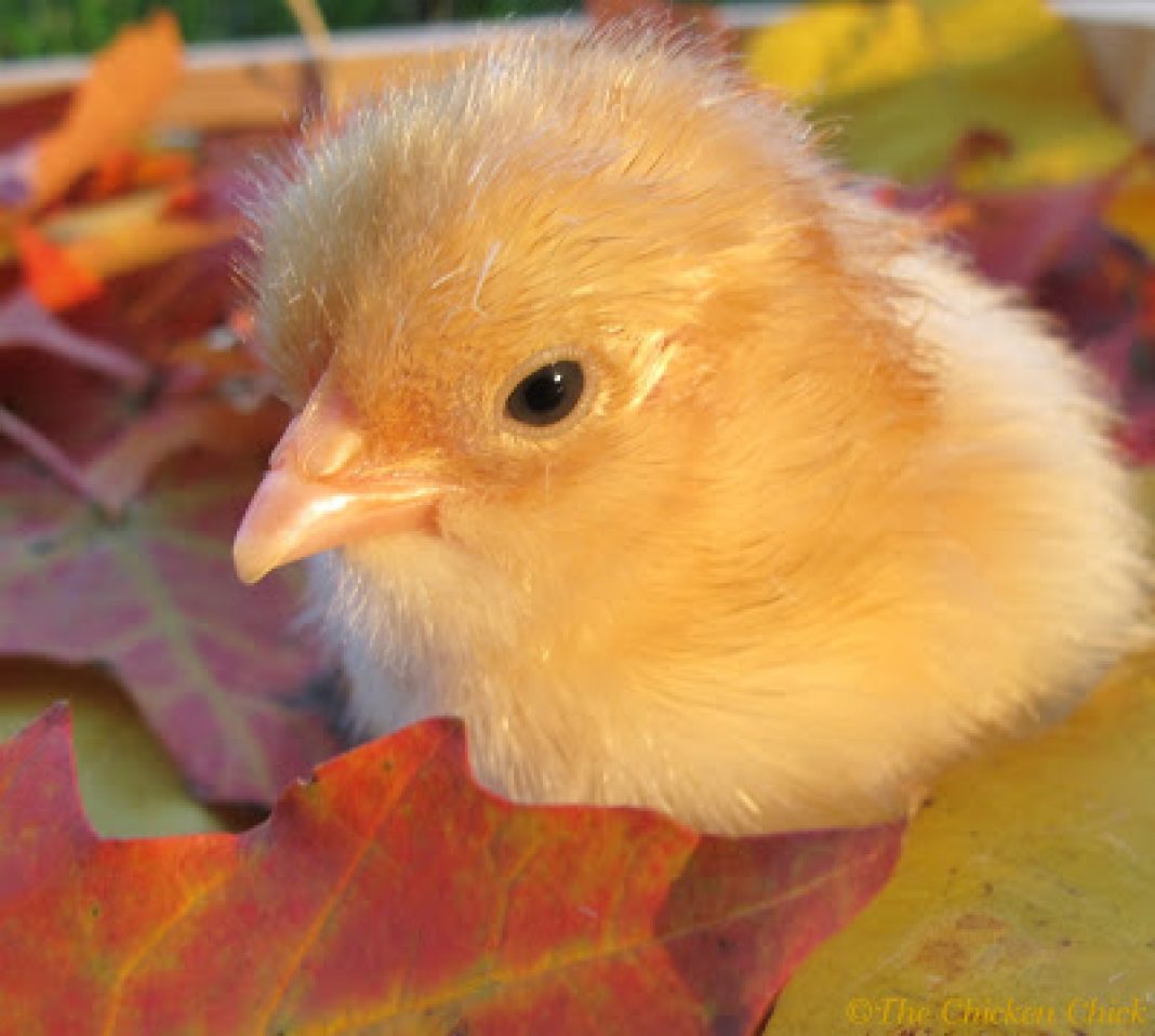 Hatch-along with The Chicken Chick® - Part 8, Hatch Day!