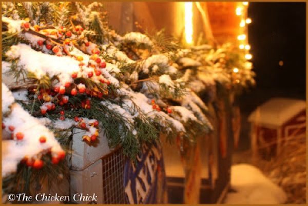 6+ Ways to Make Your Christmas Chicken Coop Merry and Bright!