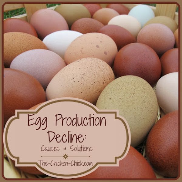Decrease in Egg Production: Causes & Solutions | The Chicken Chick®