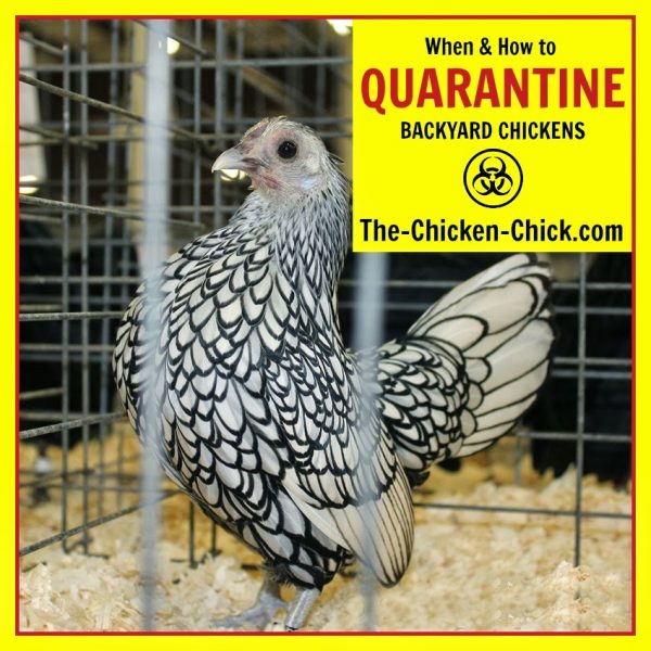 Quarantine of Backyard Chickens: When and How | The Chicken Chick®