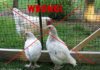 Quarantine of Backyard Chickens: When and How | The Chicken Chick®