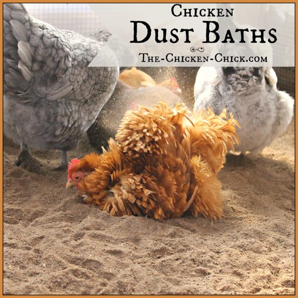 Chicken Dust Bath: The Ultimate Spa Treatment | The Chicken Chick®