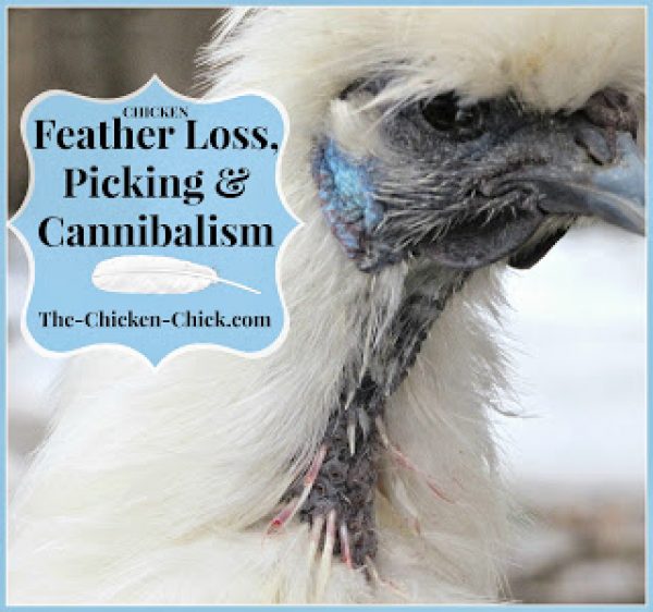 Chicken Feather Loss & Cannibalism: Causes & Solutions | The Chicken Chick®