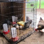 When to Move Chicks from Brooder to Chicken Coop | The Chicken Chick®