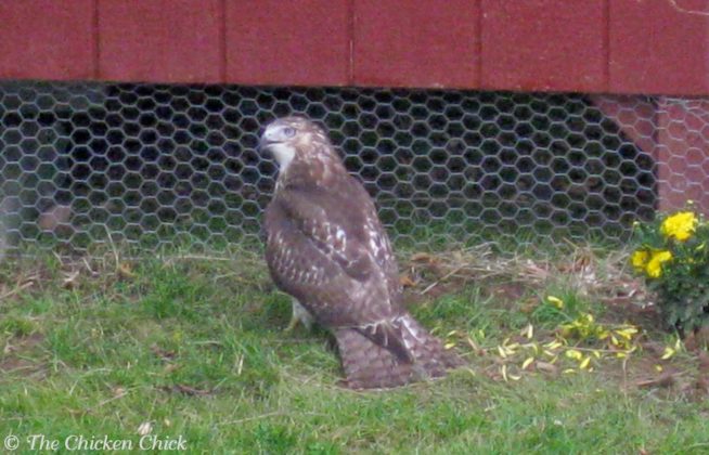 When to Move Chicks from Brooder to Chicken Coop | The Chicken Chick®