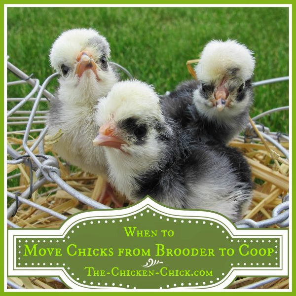 When to Move Chicks from Brooder to Chicken Coop | The Chicken Chick®