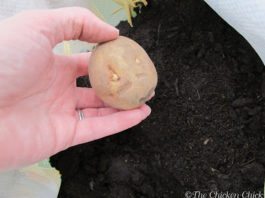 Tater Totes: Feed Bag Potato Patch | The Chicken Chick®