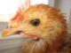 Chicken Anatomy: Nictitating Membrane, The Eyes Have it | The Chicken ...
