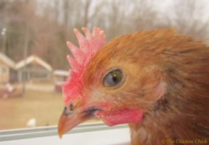 Chicken Anatomy: Nictitating Membrane, The Eyes Have it | The Chicken ...