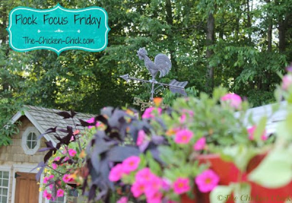 Flock Focus Friday,First Weekly! | The Chicken Chick®