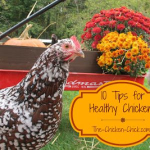 Chicken Care, Chicken Topics, Health & Seasonal Issues | The Chicken Chick®