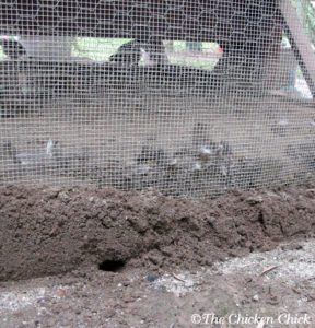 15+ Tips to Control Rodents Around Chicken Coops | The Chicken Chick®