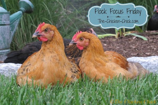 Flock Focus Friday, July 5, 2013 | The Chicken Chick®