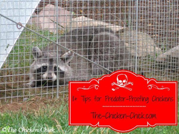 11+ Tips for Predator-proofing Chickens | The Chicken Chick®