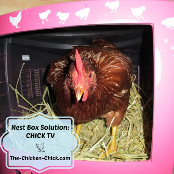 Fun DIY Nest Box Solution: CHICK TV | The Chicken Chick®