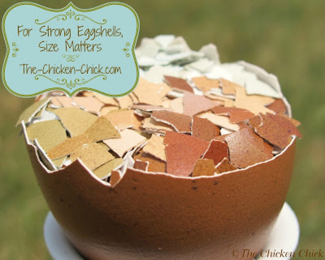 For Strong Eggshells, Size Matters | The Chicken Chick®