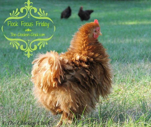 Flock Focus Friday, 8/9/13 | The Chicken Chick®