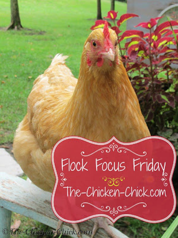 Flock Focus Friday, 8/2/13 | The Chicken Chick®