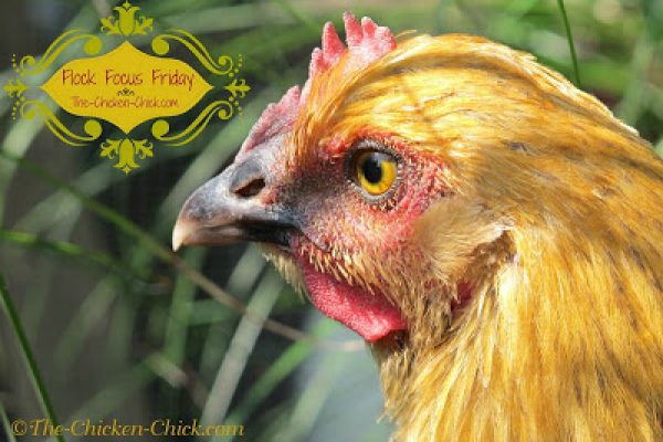 Flock Focus Friday, 8/30/13 | The Chicken Chick®