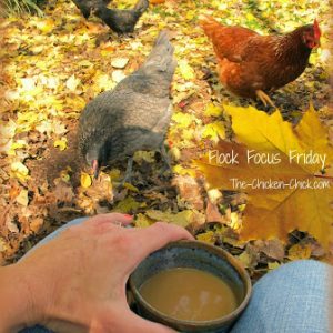The Chicken Chick® | Backyard Chicken Keeping Information and Advice