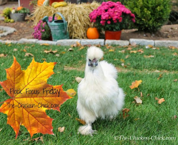 Flock Focus Friday, 10/25/13 | The Chicken Chick®