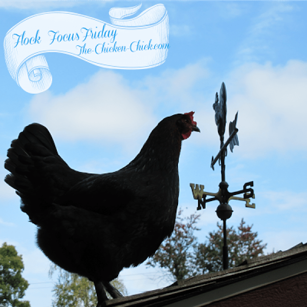 Flock Focus Friday, 10/4/13 | The Chicken Chick®