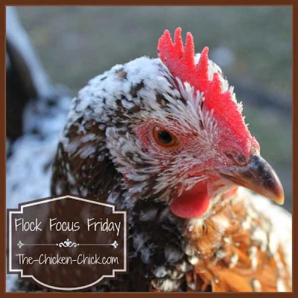 Flock Focus Friday, 11/29/13 | The Chicken Chick®