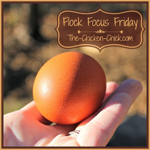 Flock Focus Friday, 11/22/13 | The Chicken Chick®